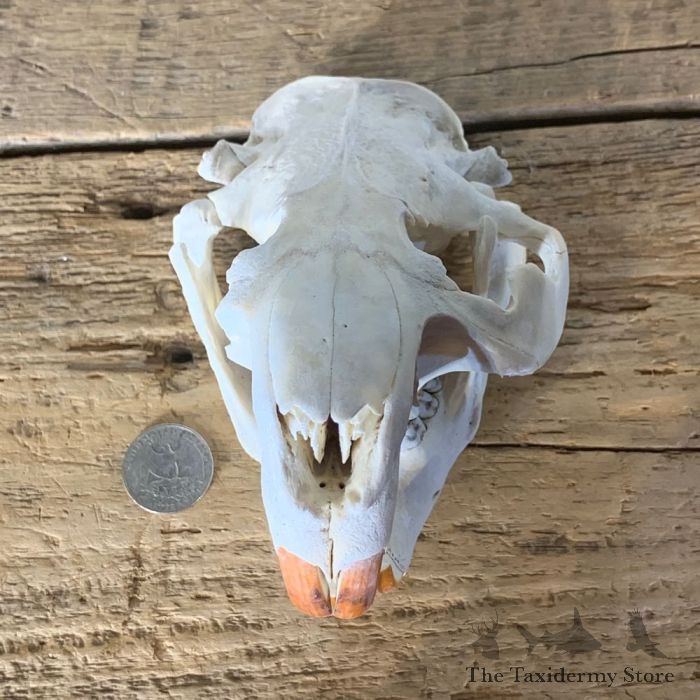 beaver skeleton head