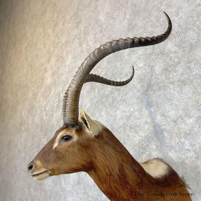 red lechwe mount