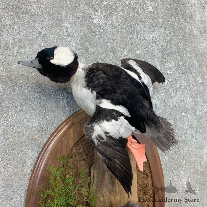 bufflehead duck mount
