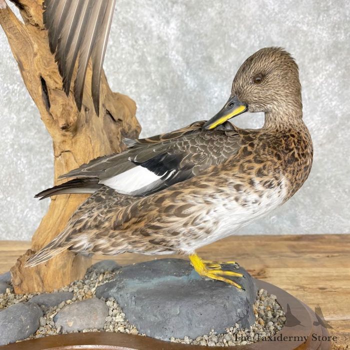 gadwall mounts