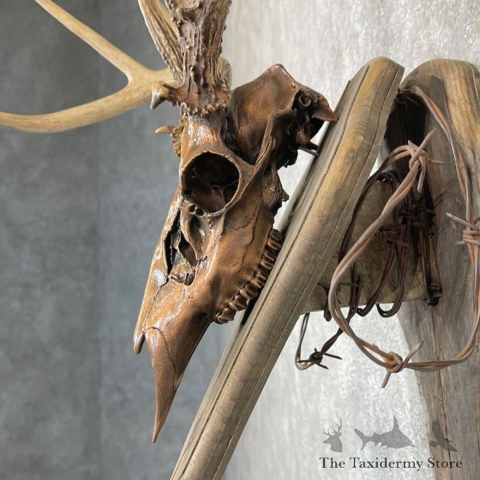 deer skeleton mount