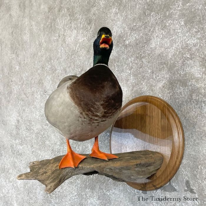 mallard hen and drake coloring pages