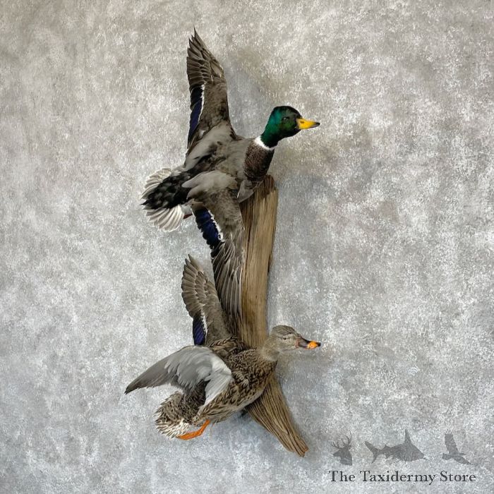 mallard hen and drake coloring pages