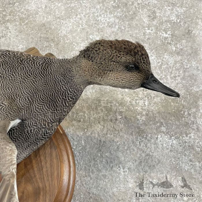 gadwall mounts