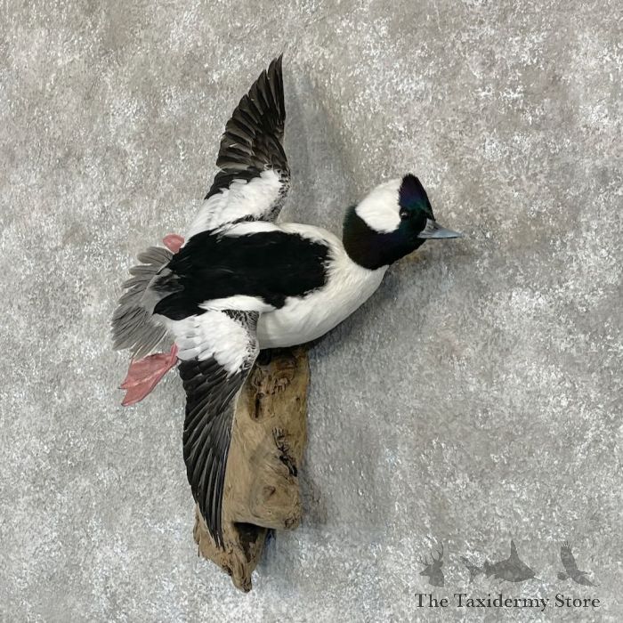 bufflehead duck mount
