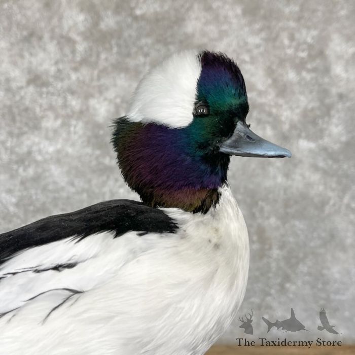 bufflehead duck mount