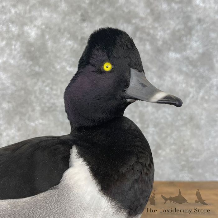 drake ringneck mount