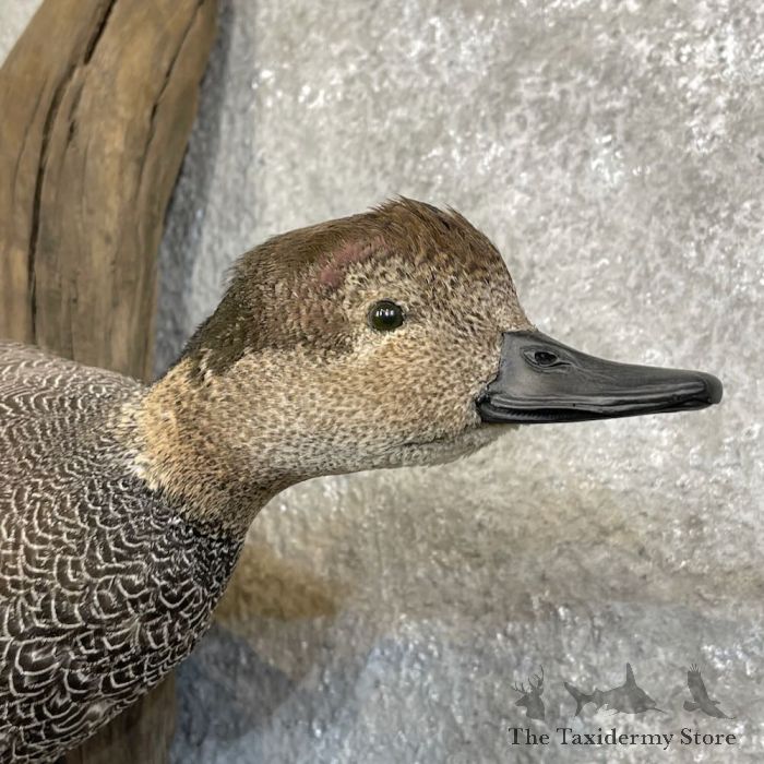 gadwall mounts