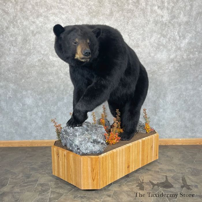 upright bear mount