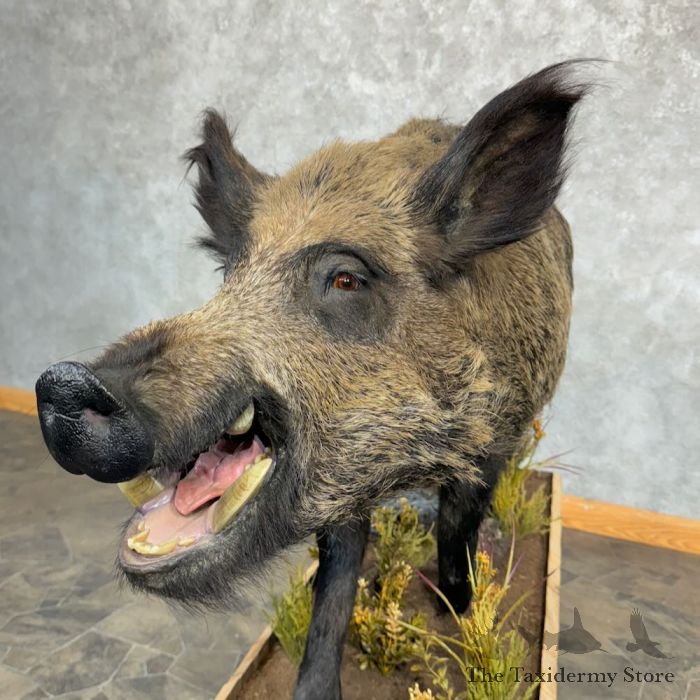 boar mount