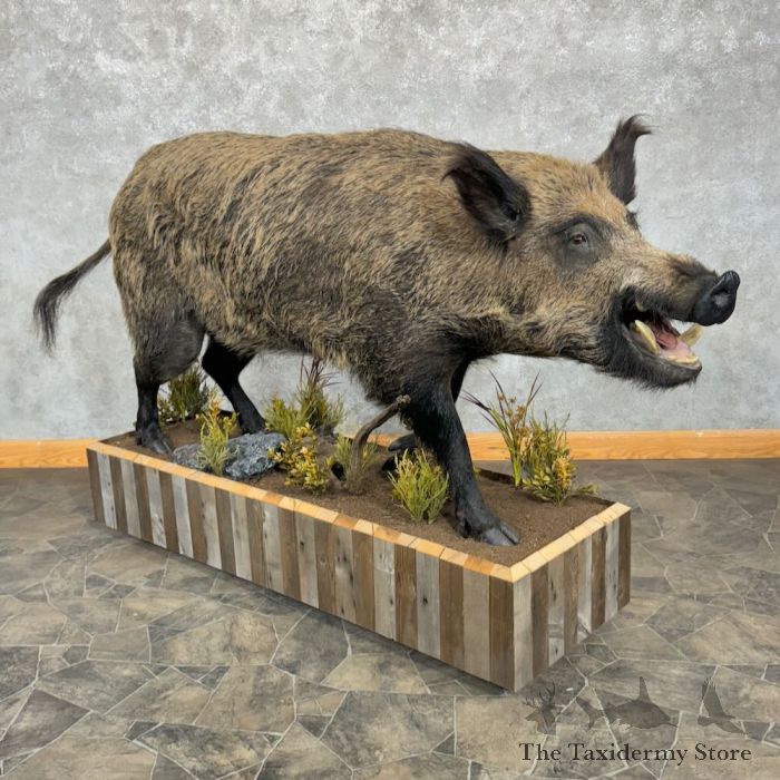 boar mount