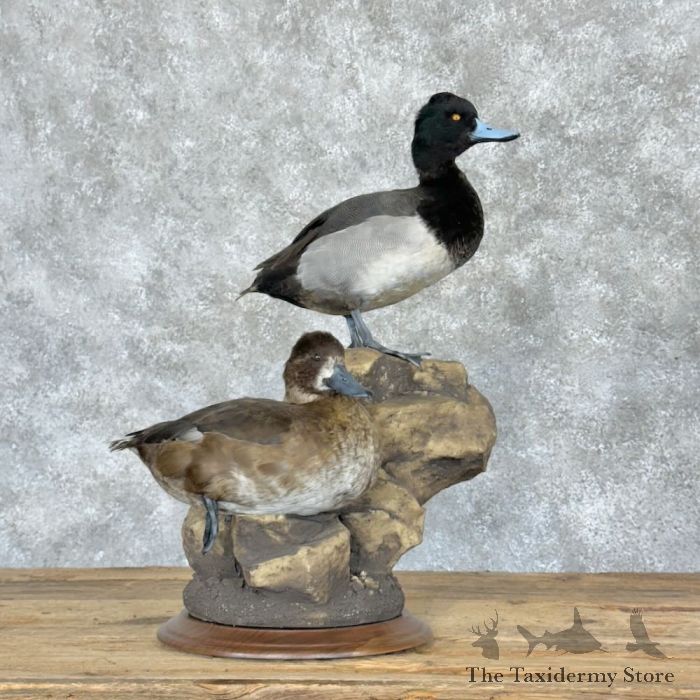 drake ringneck mount