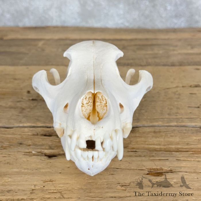 wolf skull front facing