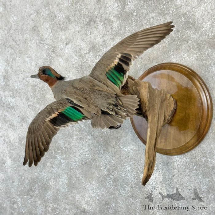 teal mounts