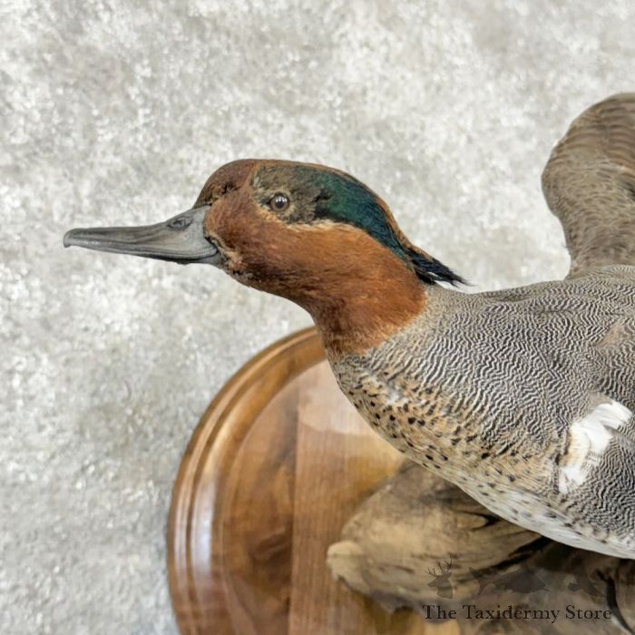 teal double mount
