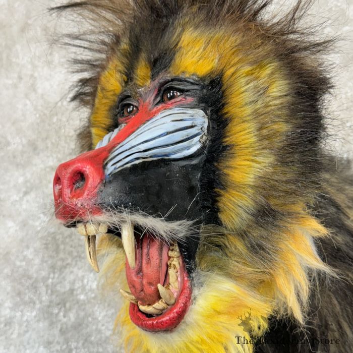 baboon mandrill