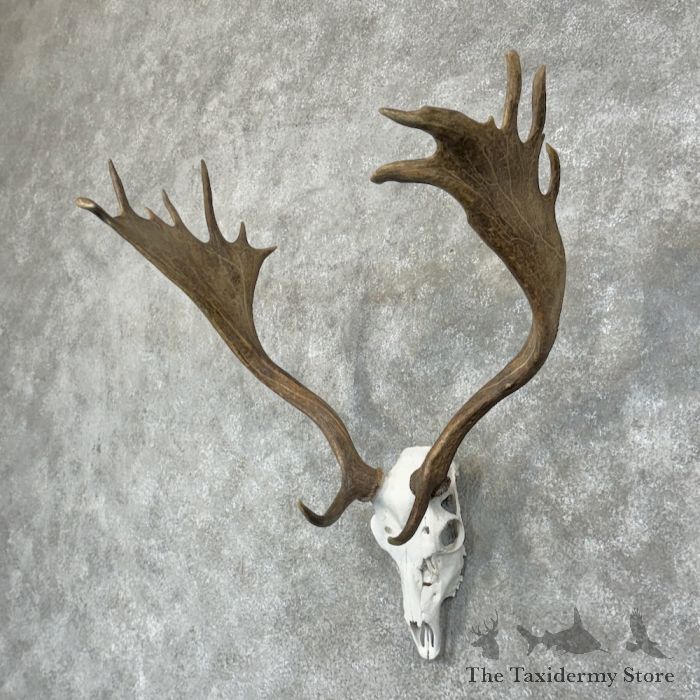 deer skull mount
