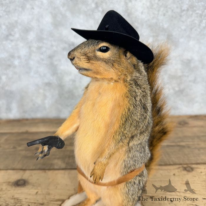 funny squirrel mounts