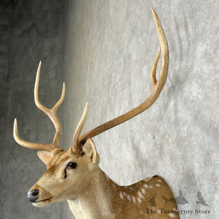 trophy axis deer mount