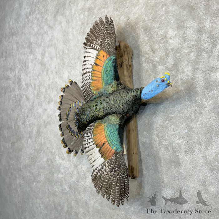 turkey flying down mount