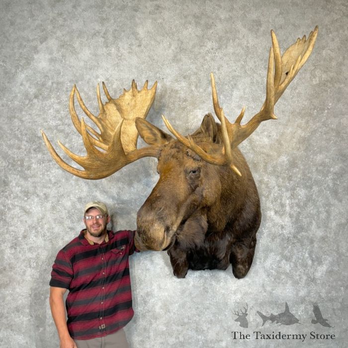 moose's head
