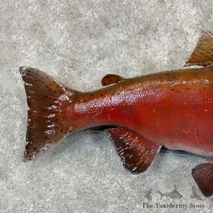 coho salmon spawning