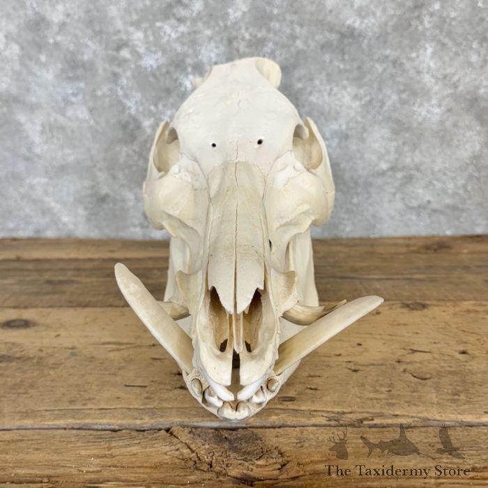 skull mount boar