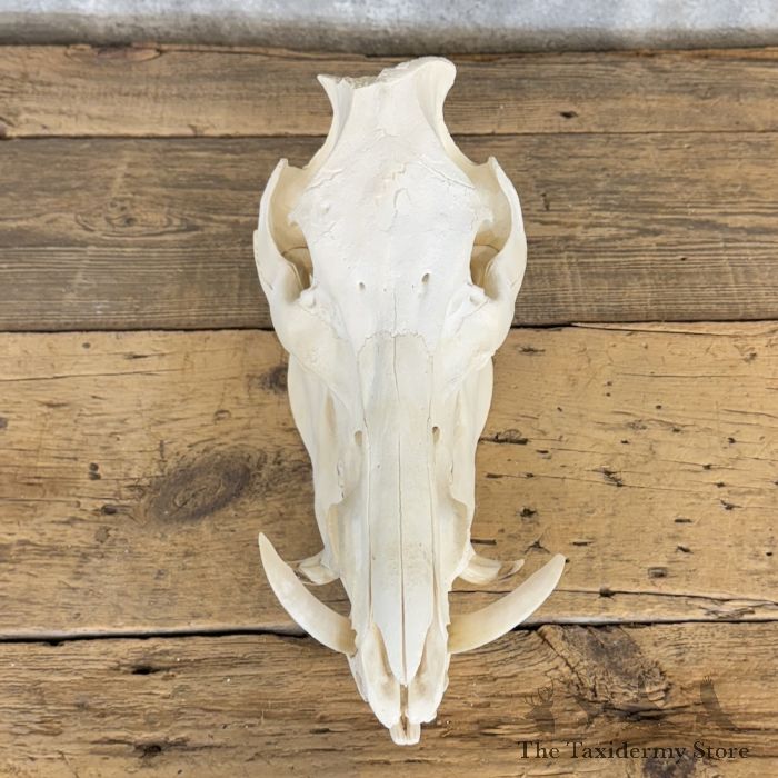 boar head skull mount