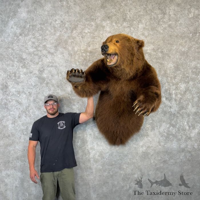 brown bear size