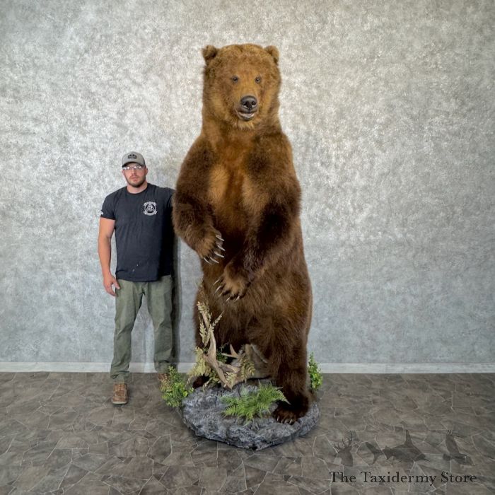 grizzly bear standing size