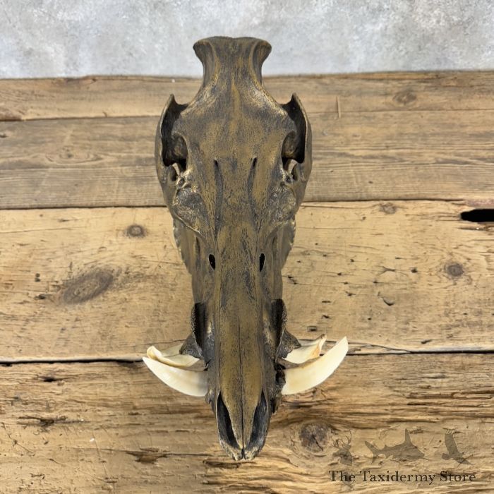 boar head skull mount