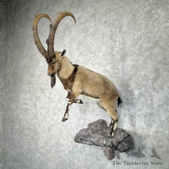 bezoar ibex weight