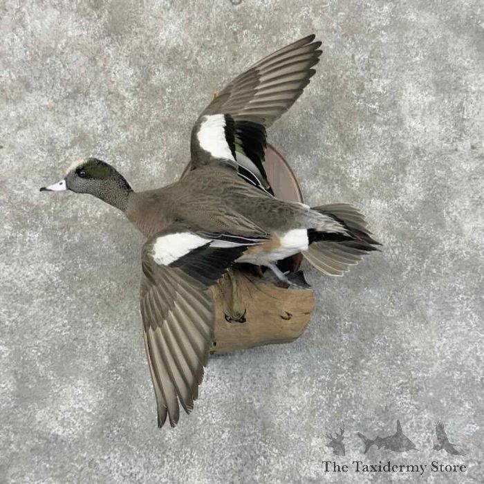 widgeon mount