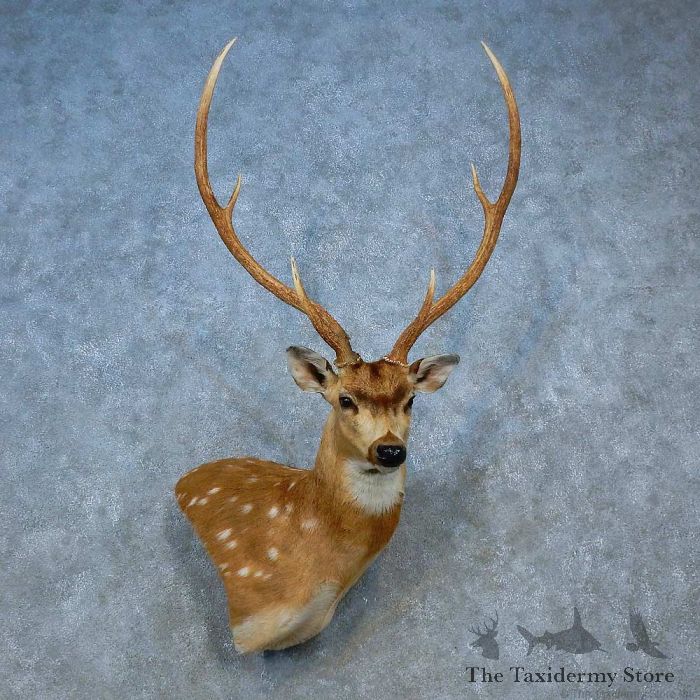 axis deer head mounts