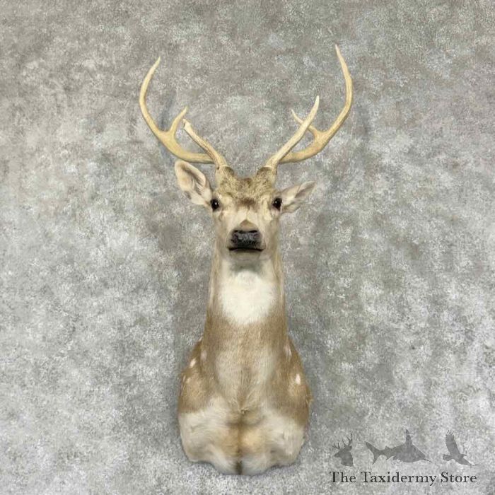 axis deer mount