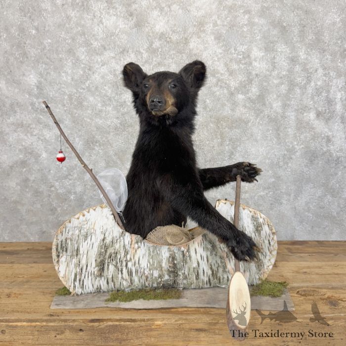 sitting black bear mount
