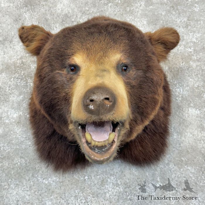 wall mounted bear head