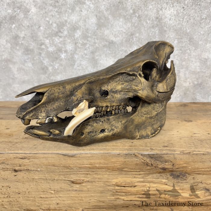 boar head skull mount