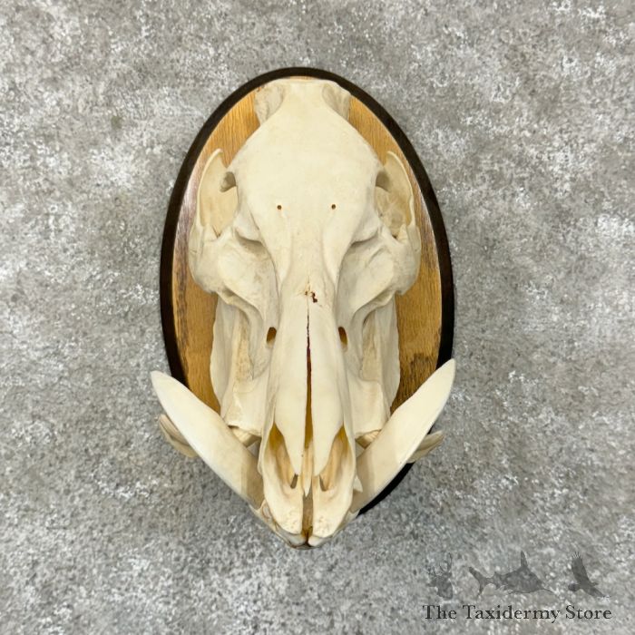 boar head skull mount