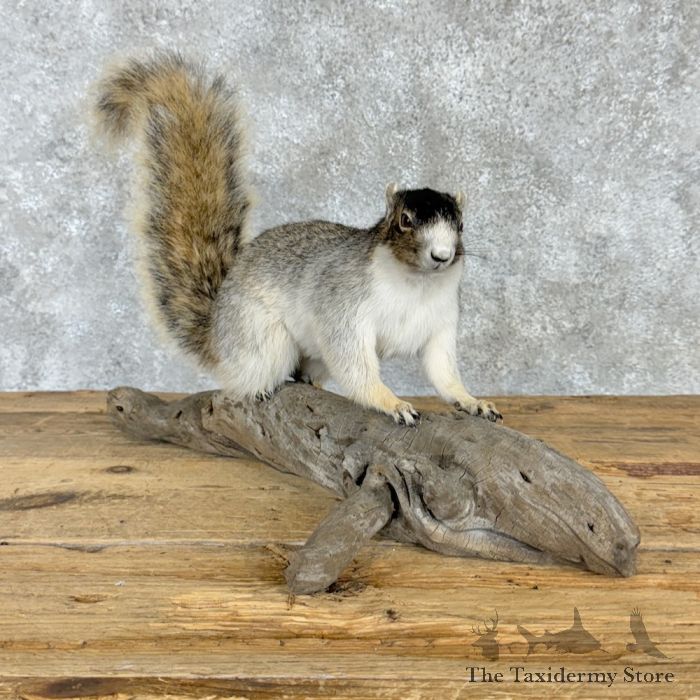 fox squirrel size