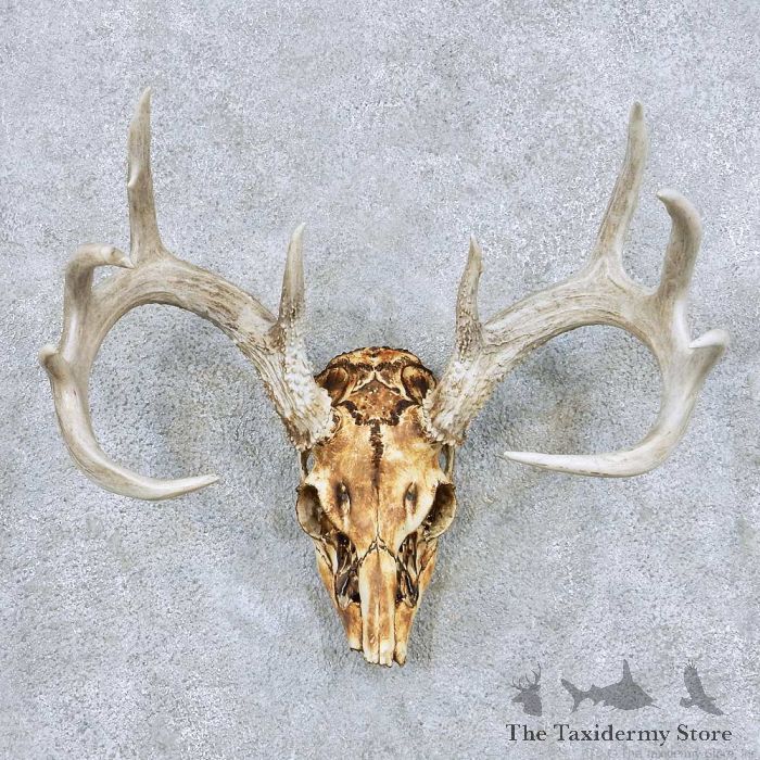 deer skull mount